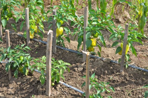 Benefits and Basics of Drip Irrigation Systems | Bestfix Irrigation ...